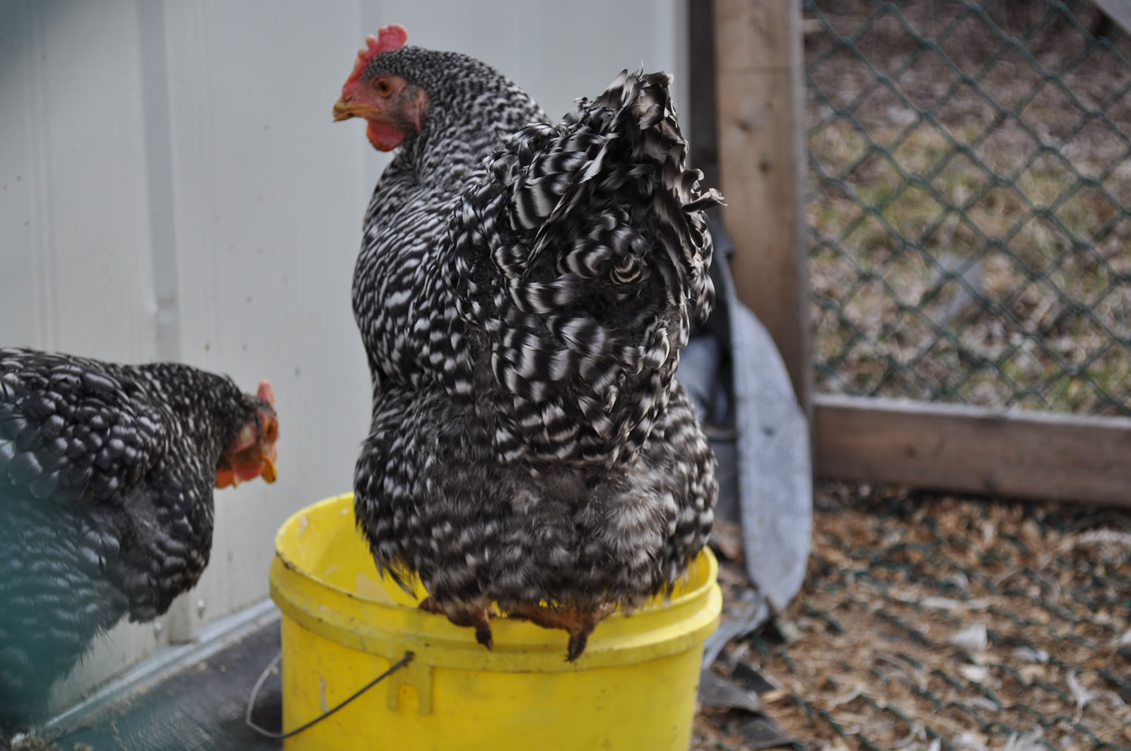 Tradition Angus – Ottawa Grass Fed Beef from a small family farm near ...