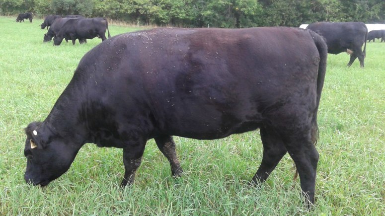 Tradition Angus – Ottawa Grass Fed Beef from a small family farm near ...